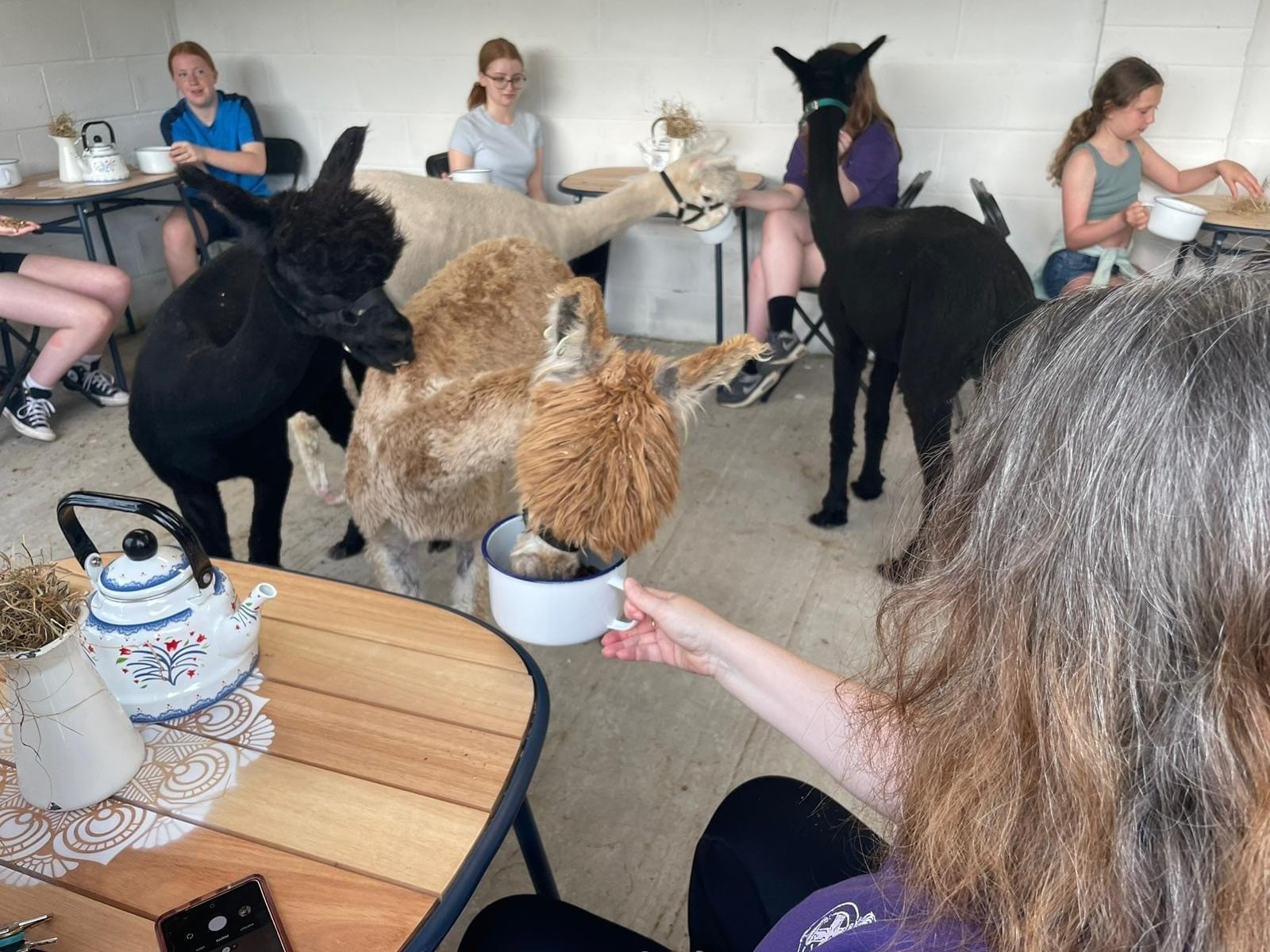 Alpaca lunch! | Girls' Brigade Ministries